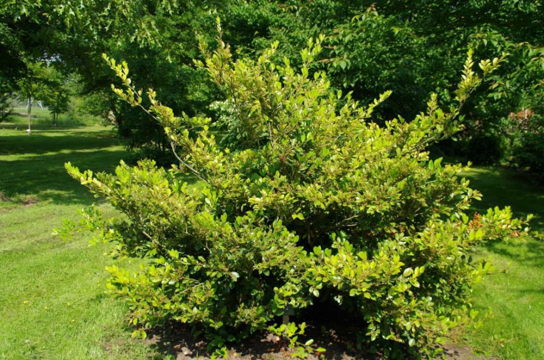 Distylium racemosum - Winter toverhazelaar | De Tuinen van Appeltern