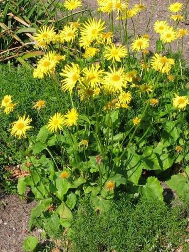 Doronicum orientale - Voorjaarszonnebloem | De Tuinen van Appeltern