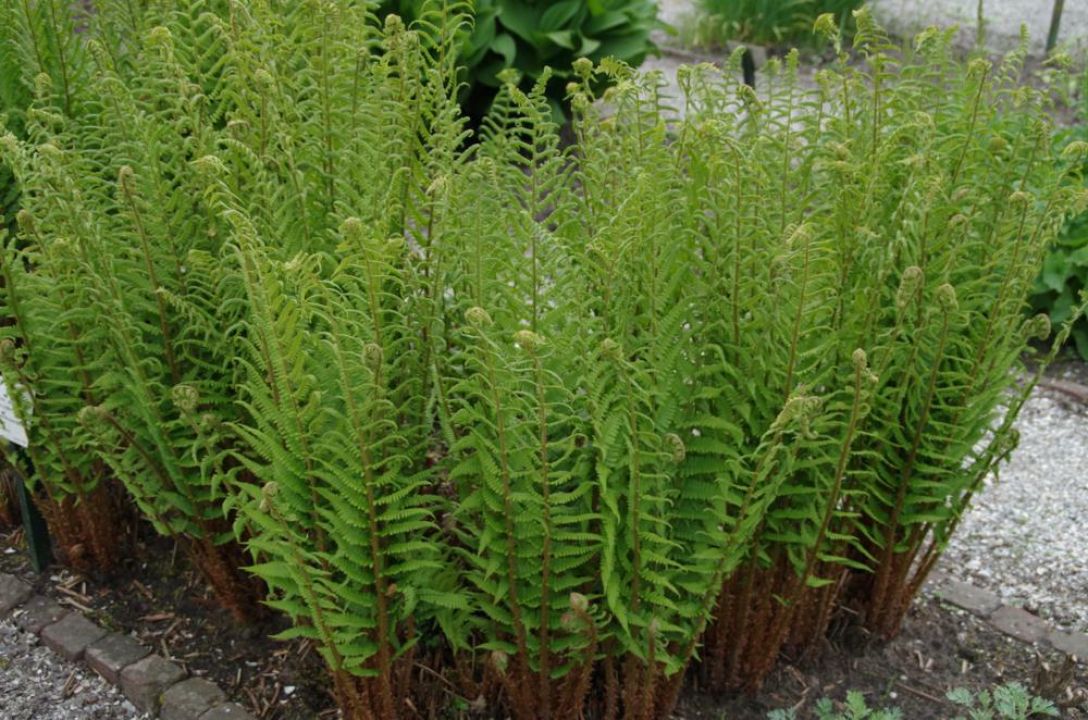 Dryopteris filix-mas - Mannetjesvaren | De Tuinen van Appeltern