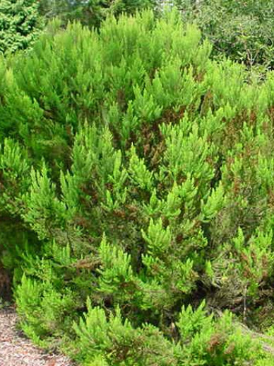Erica arborea 'Alpina' - Boomheide | De Tuinen van Appeltern