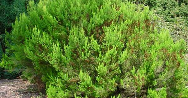 Erica arborea 'Alpina' - Boomheide | De Tuinen van Appeltern