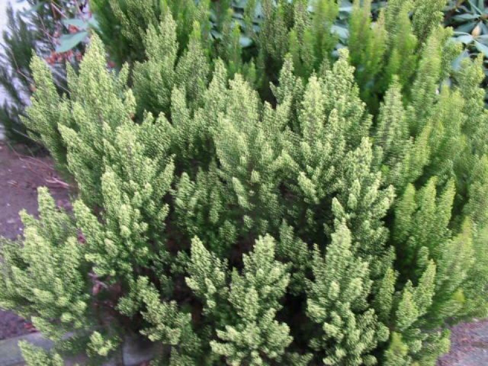 Erica arborea 'Estrella Gold' - Boomheide | De Tuinen van Appeltern