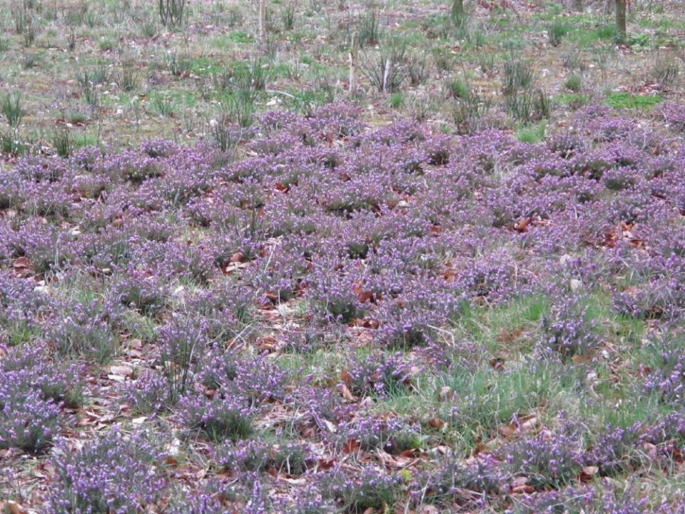 Erica carnea 'December Red' - Winterheide | De Tuinen van Appeltern