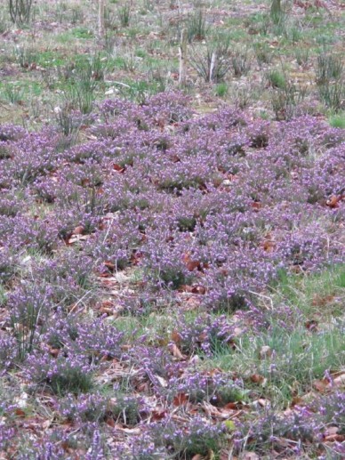 Erica carnea 'December Red' - Winterheide | De Tuinen van Appeltern