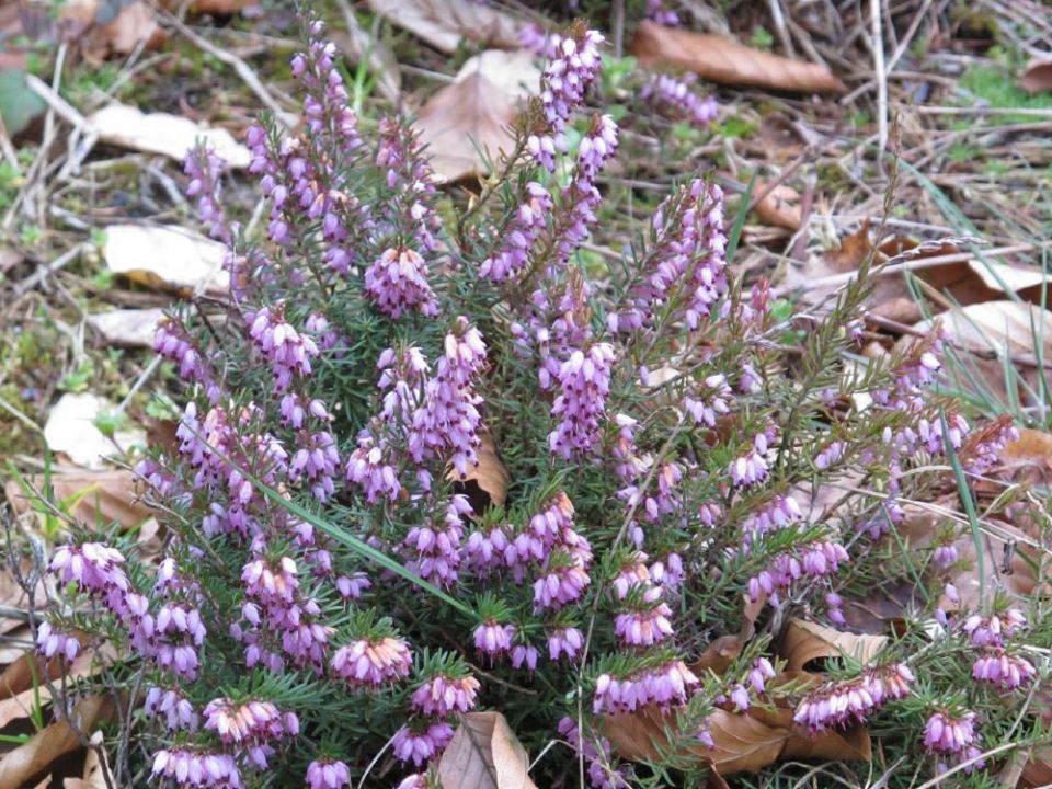 Erica carnea 'December Red' - Winterheide | De Tuinen van Appeltern
