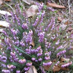 Erica carnea 'December Red' - Winterheide | De Tuinen van Appeltern