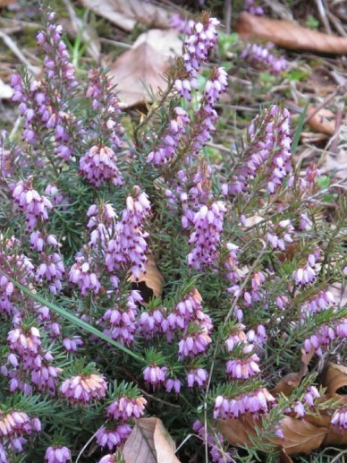 Erica carnea 'December Red' - Winterheide | De Tuinen van Appeltern