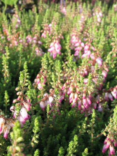 Erica ciliaris 'David McClintock' - Wimperheide | De Tuinen van Appeltern