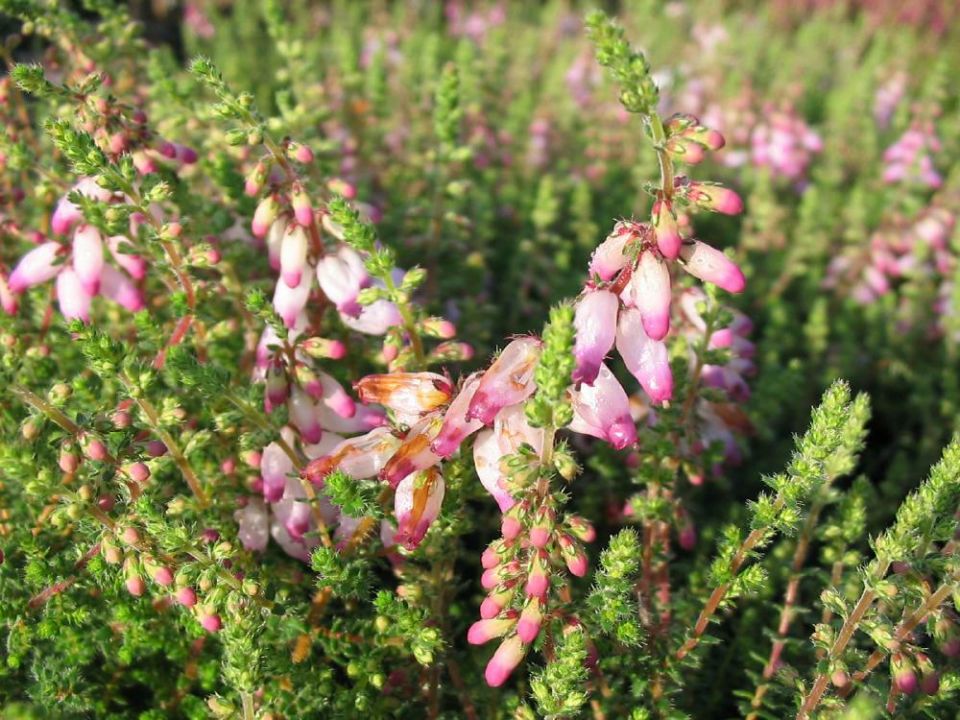 Erica ciliaris 'David McClintock' - Wimperheide | De Tuinen van Appeltern