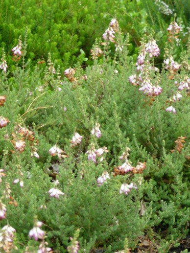 Erica ciliaris 'David McClintock' - Wimperheide | De Tuinen van Appeltern