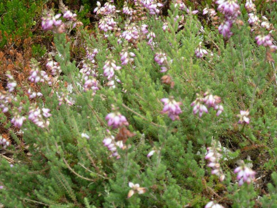 Erica ciliaris 'David McClintock' - Wimperheide | De Tuinen van Appeltern
