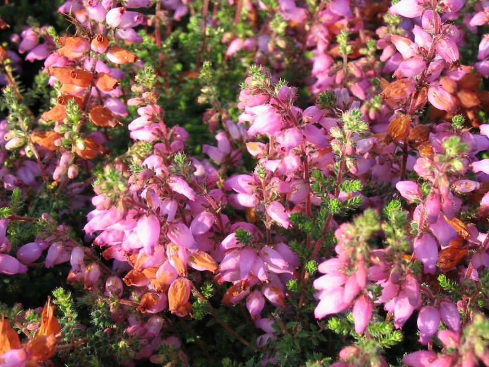 Erica ciliaris 'Globosa' - Wimperheide | De Tuinen van Appeltern
