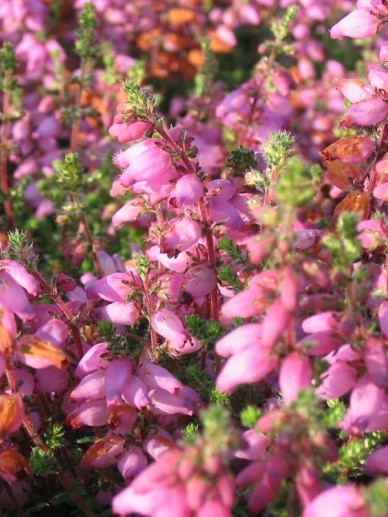 Erica ciliaris 'Globosa' - Wimperheide | De Tuinen van Appeltern