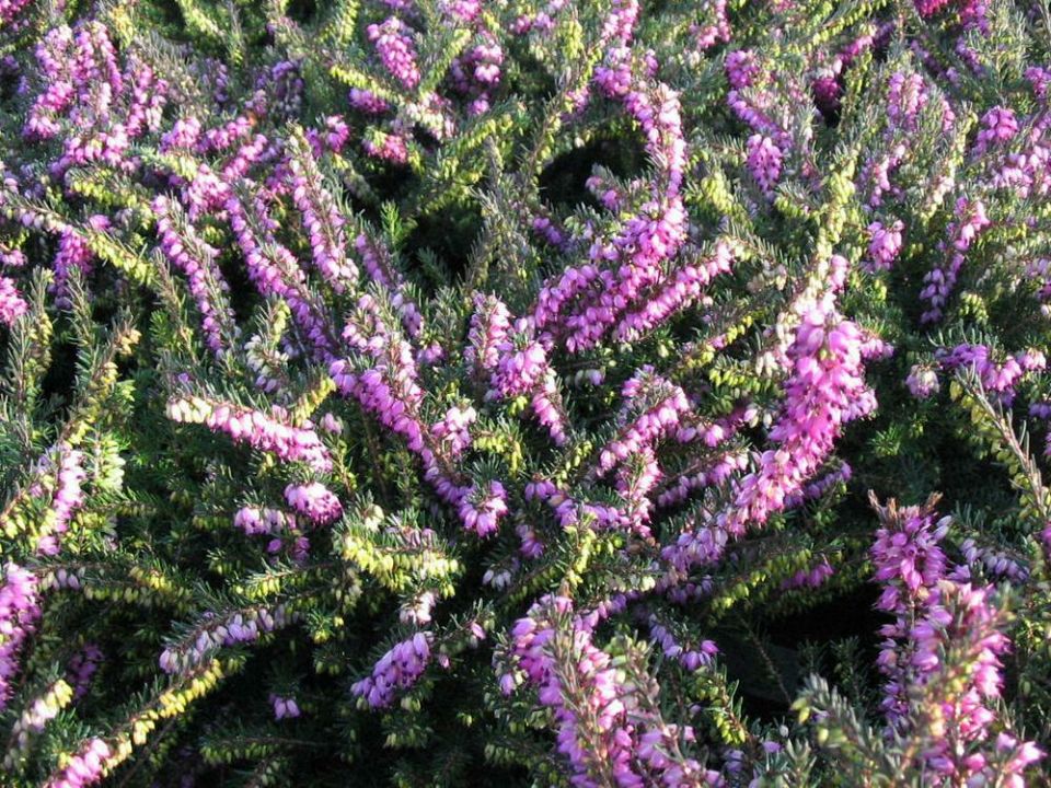 Erica × darleyensis 'Kramer's Rote' - Winterheide | De Tuinen van Appeltern