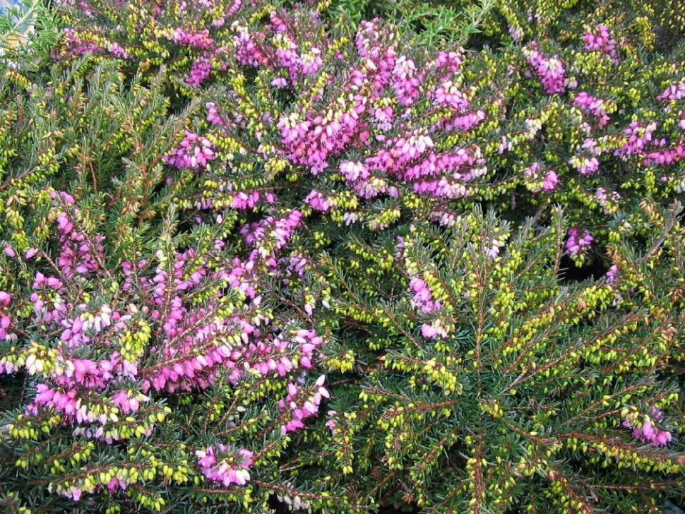 Erica × darleyensis 'Lena' - Winterheide | De Tuinen van Appeltern