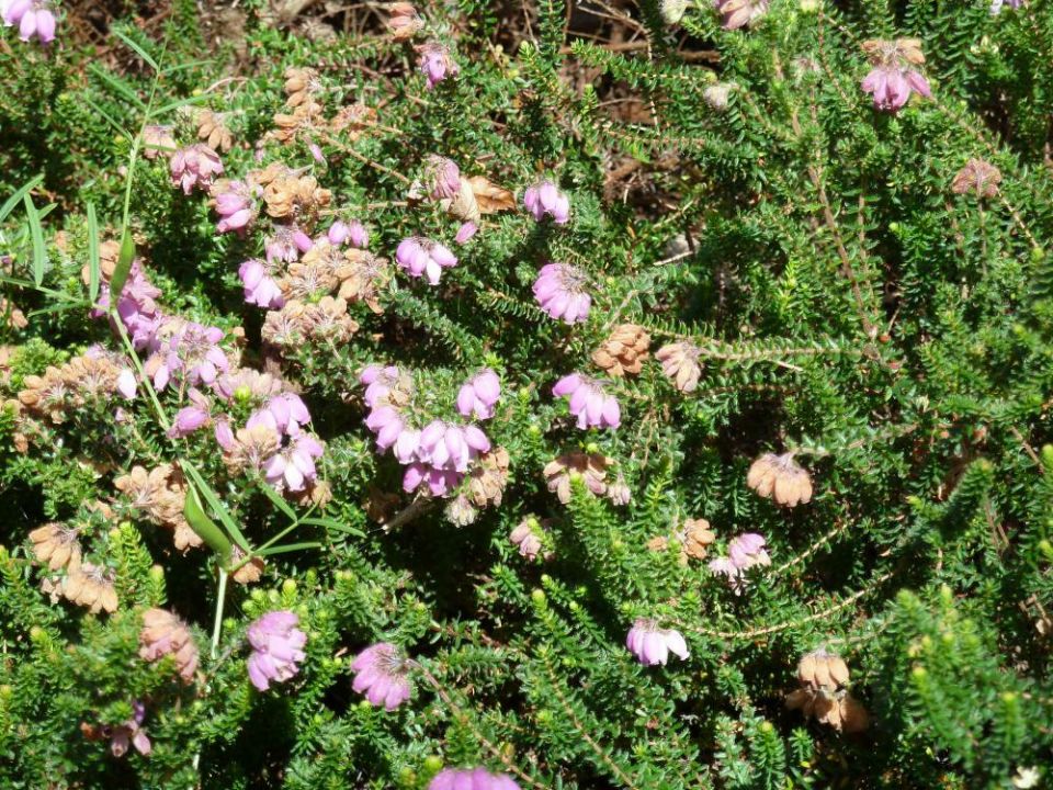 Erica stuartii 'Irish Lemon' - Heide | De Tuinen van Appeltern