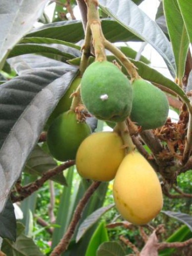 Eriobotrya japonica - Japanse mispel | De Tuinen van Appeltern