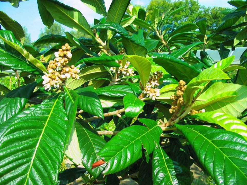 Eriobotrya japonica - Japanse mispel | De Tuinen van Appeltern