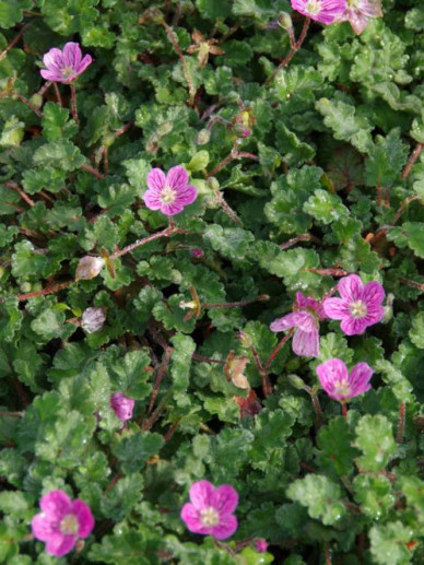 Erodium x variabile 'Bishop's Form' - Reigersbek | De Tuinen van Appeltern