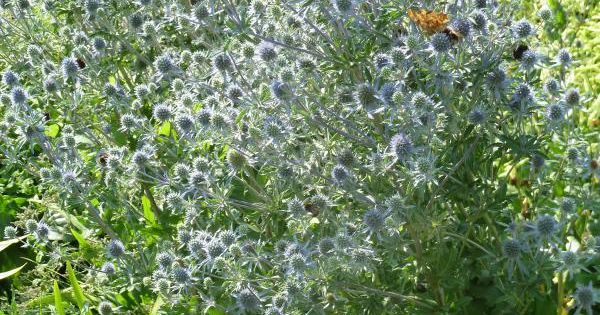 Eryngium planum - Blauwe distel , Kruisdistel | De Tuinen van Appeltern