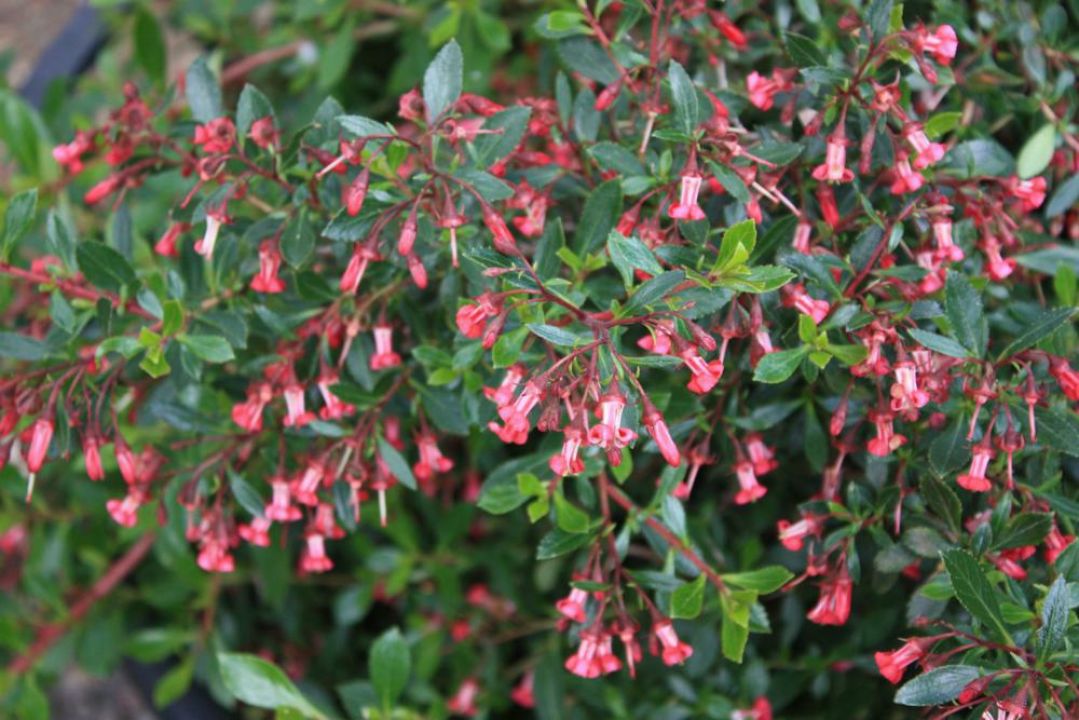 Escallonia 'Red Carpet' (='Loncar') - | De Tuinen van Appeltern