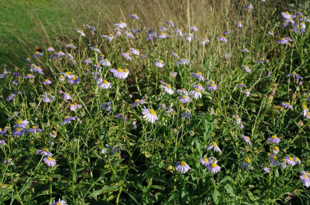 Eurybia spectabilis - Aster | De Tuinen van Appeltern