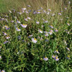 Eurybia spectabilis - Aster | De Tuinen van Appeltern