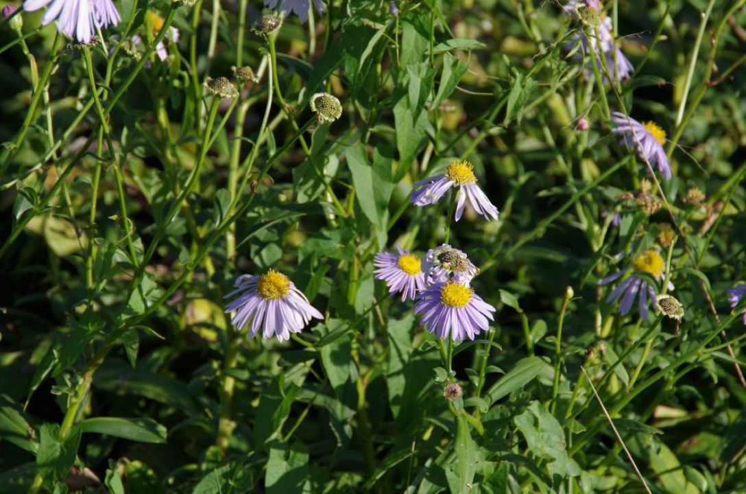 Eurybia spectabilis - Aster | De Tuinen van Appeltern