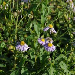Eurybia spectabilis - Aster | De Tuinen van Appeltern