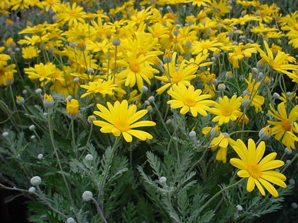 Euryops pectinatus - | De Tuinen van Appeltern