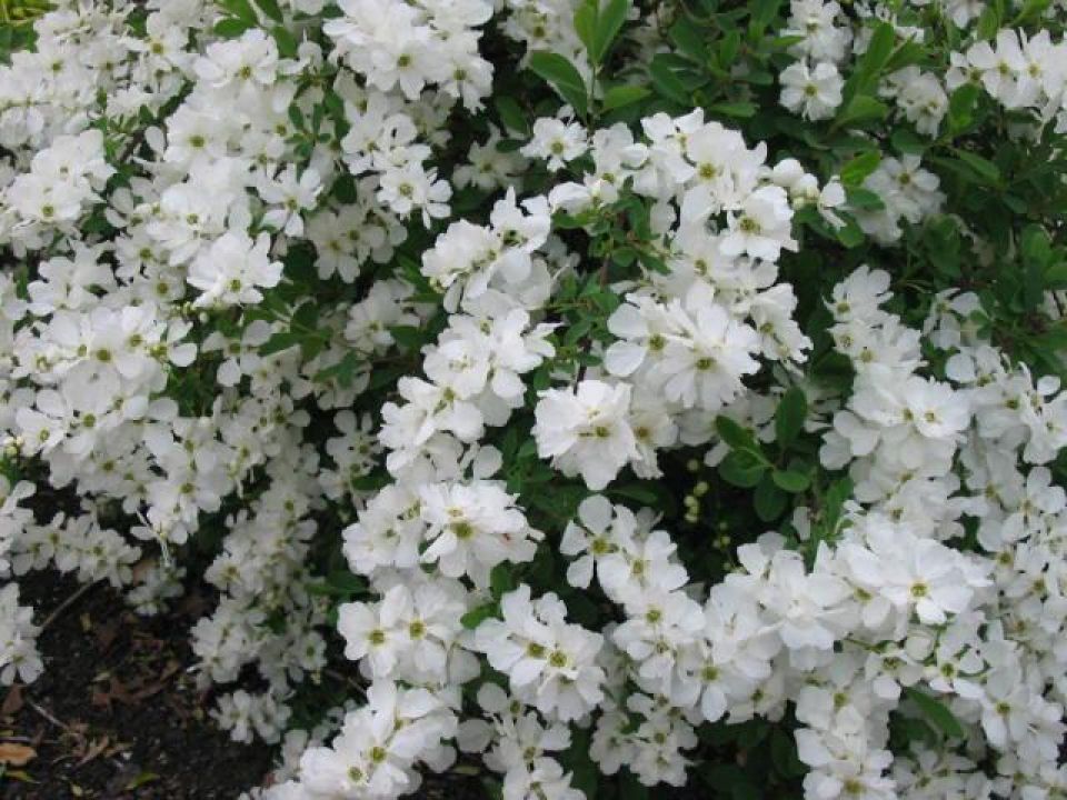 Exochorda x macrantha 'The Bride' - Parelstruik | De Tuinen van Appeltern