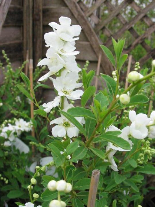Exochorda x macrantha 'The Bride' - Parelstruik | De Tuinen van Appeltern