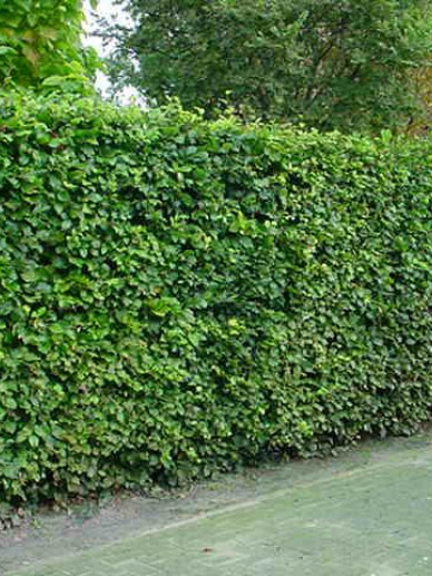 Fagus sylvatica - Beuk | De Tuinen van Appeltern