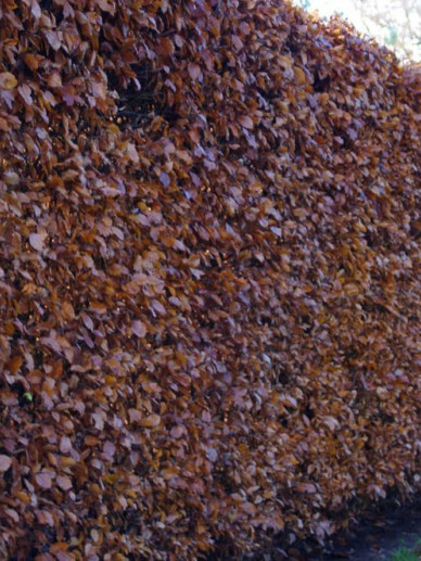 Fagus sylvatica - Beuk | De Tuinen van Appeltern