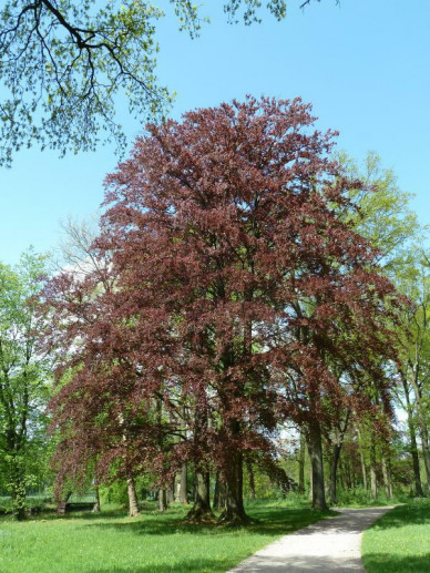 Fagus sylvatica 'Atropunicea' - Bruine beuk | De Tuinen van Appeltern