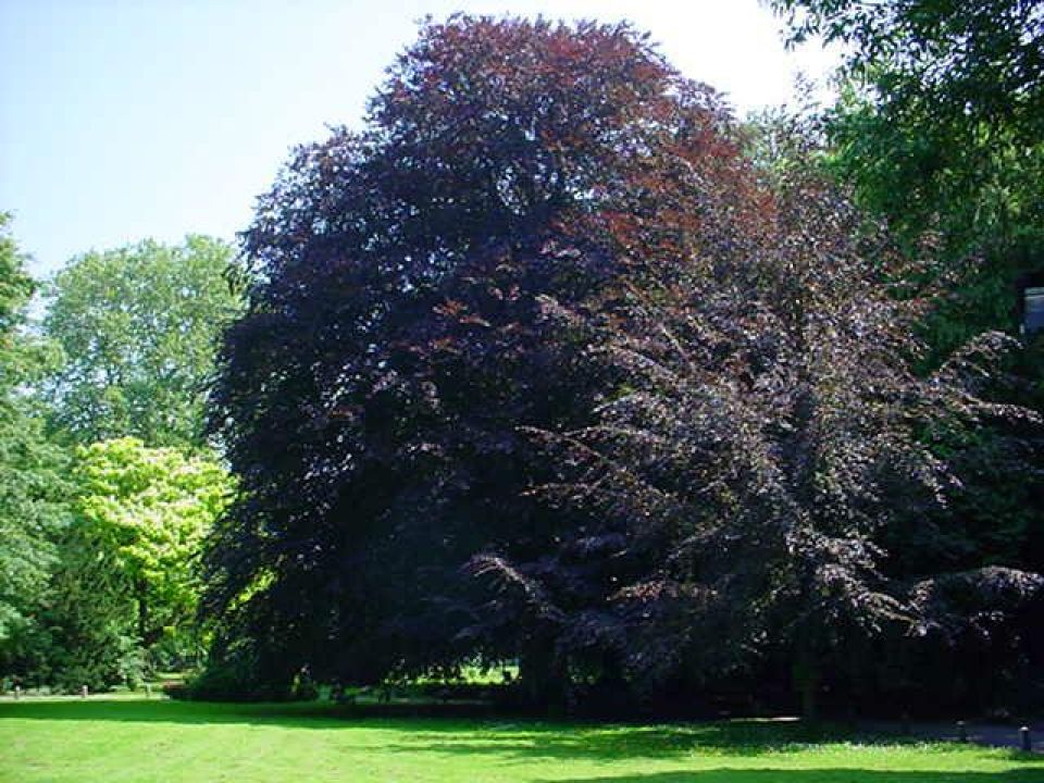Fagus sylvatica 'Atropunicea' - Bruine beuk | De Tuinen van Appeltern