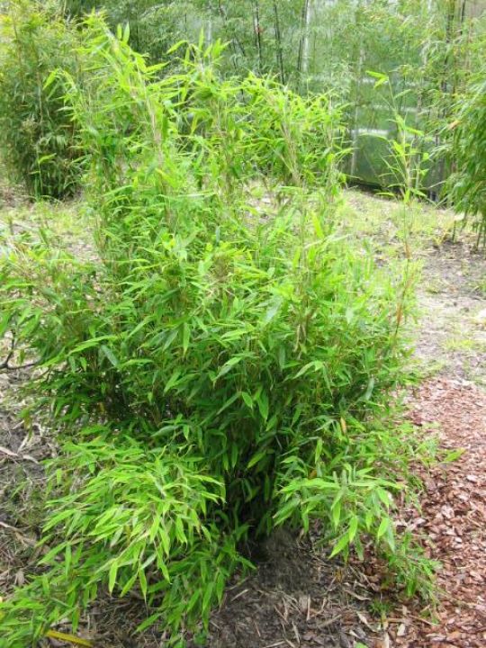 Fargesia murieliae 'Simba' | De Tuinen van Appeltern