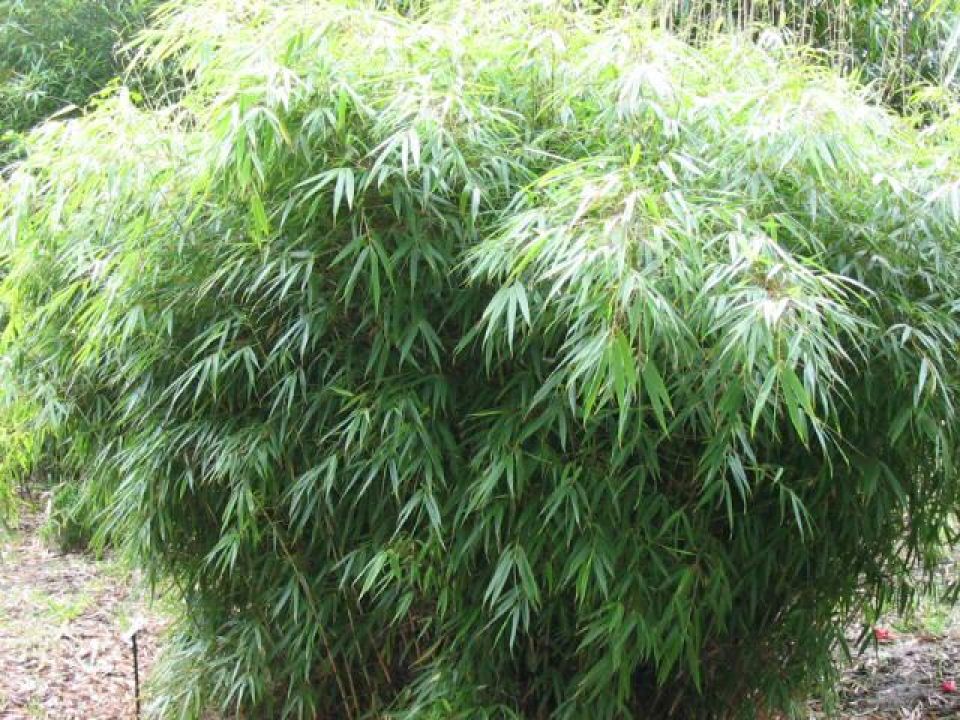 Fargesia rufa - Bamboe | De Tuinen van Appeltern