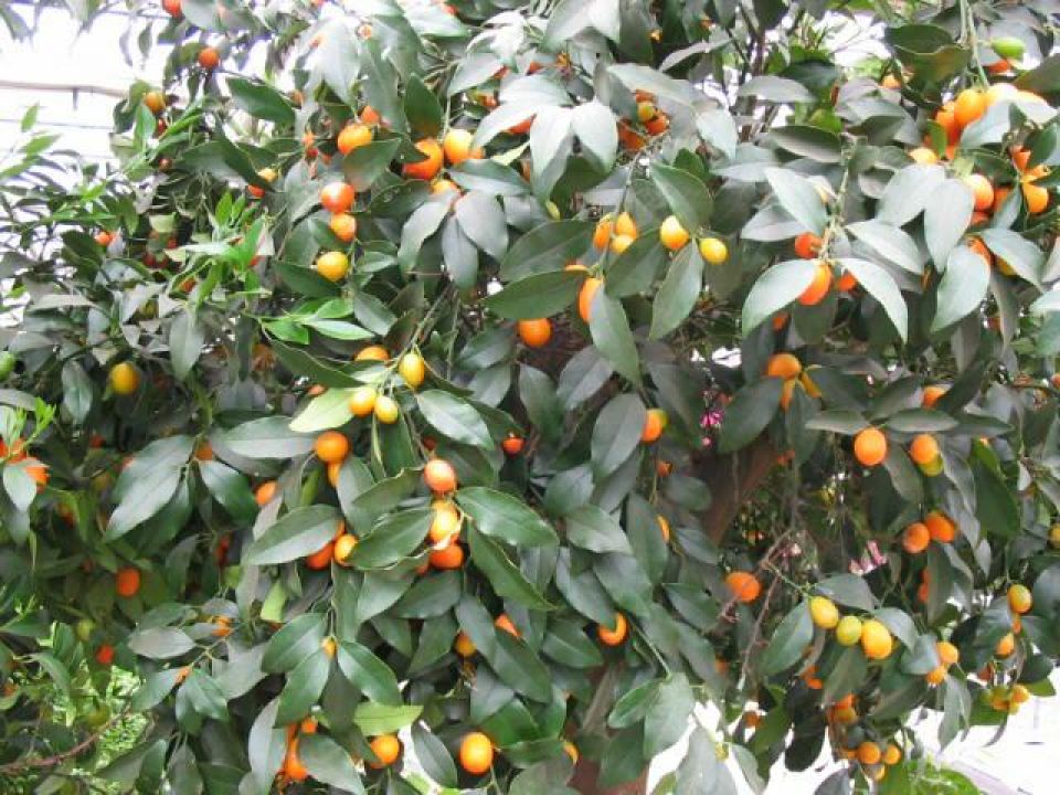 Fortunella japonica - Kumquat | De Tuinen van Appeltern