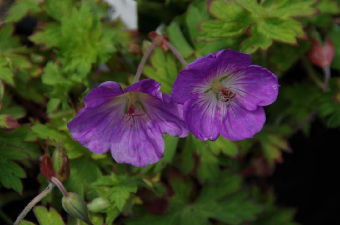 Geranium 'Azure Rush' - Ooievaarsbek | De Tuinen van Appeltern
