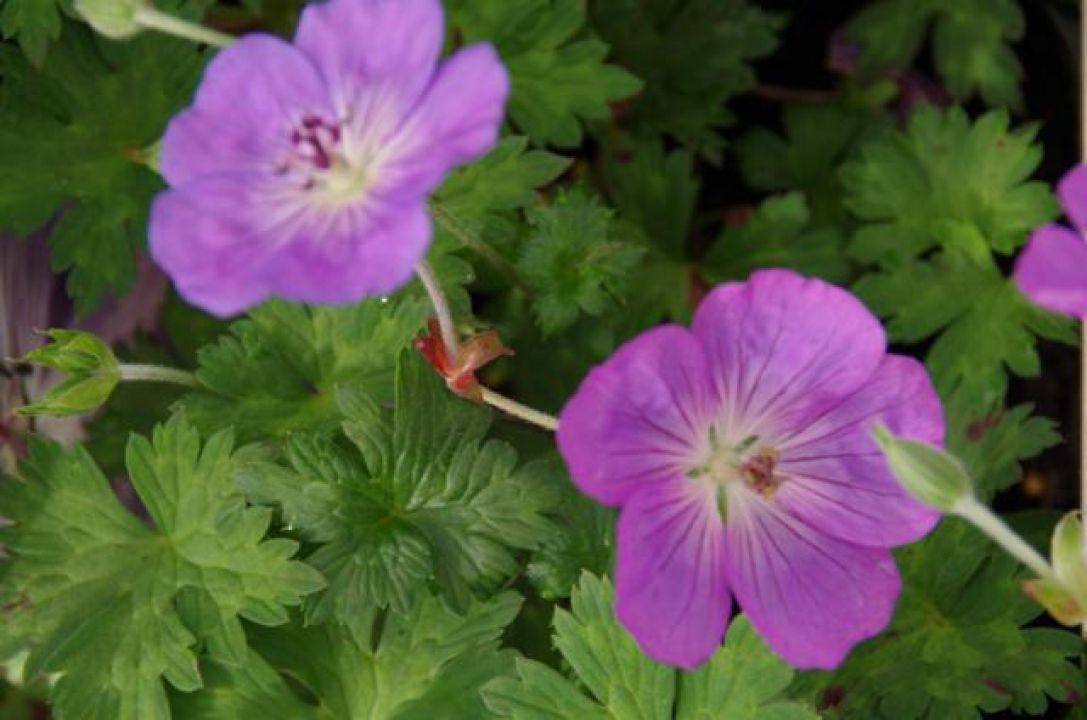 Geranium 'Azure Rush' - Ooievaarsbek | De Tuinen van Appeltern