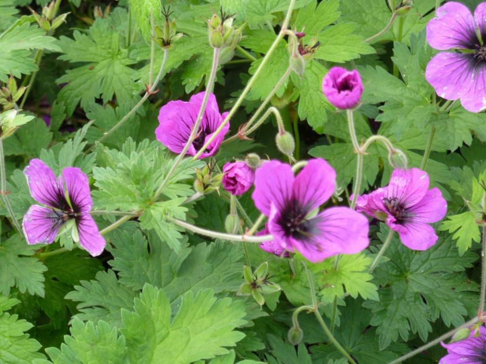 Geranium 'Dragon Heart' (='Brembra') - Ooievaarsbek | De Tuinen van ...