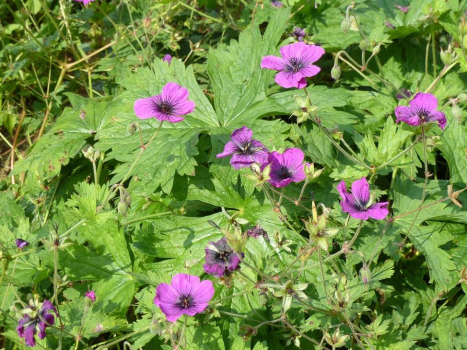 Geranium 'Dragon Heart' (='Brembra') - Ooievaarsbek | De Tuinen van ...