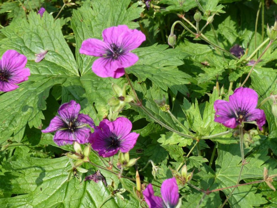 Geranium 'Dragon Heart' (='Brembra') - Ooievaarsbek | De Tuinen van ...