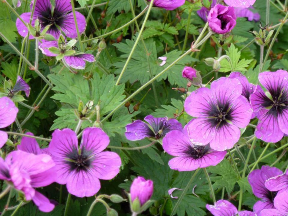 Geranium 'Dragon Heart' (='Brembra') - Ooievaarsbek | De Tuinen van ...