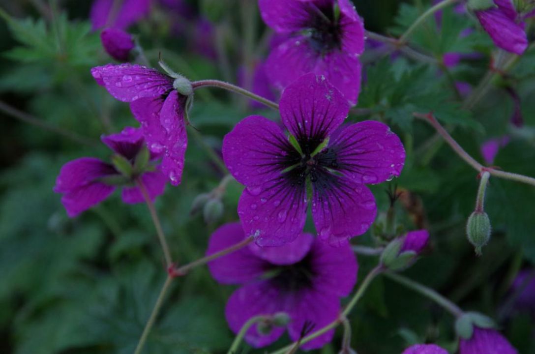 Geranium 'Dragon Heart' (='Brembra') - Ooievaarsbek | De Tuinen van ...