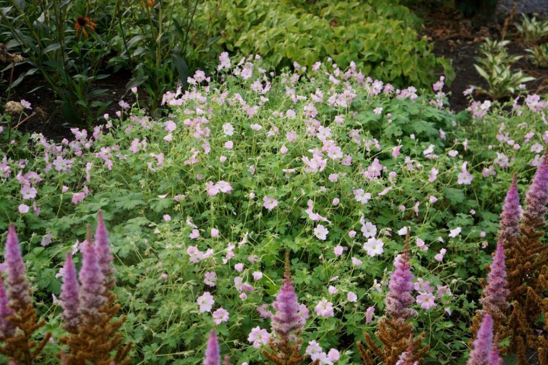 Geranium 'Dreamland' (='Bremdream') - Ooievaarsbek | De Tuinen van ...