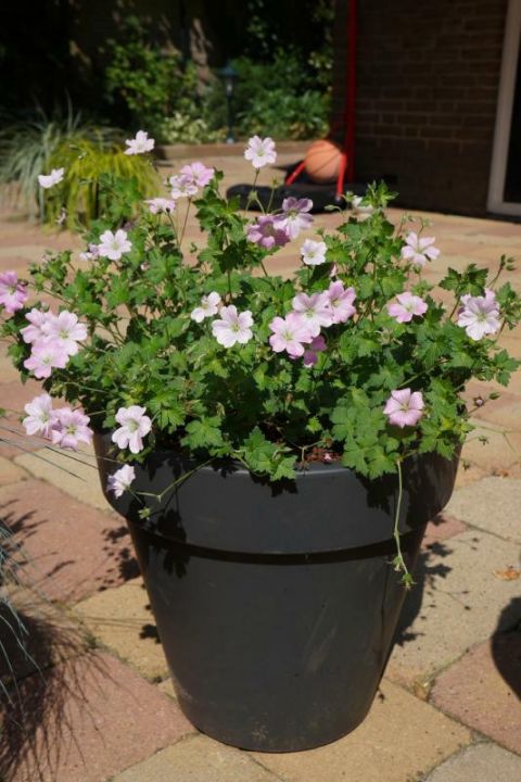 Geranium 'Dreamland' (='Bremdream') - Ooievaarsbek | De Tuinen van ...