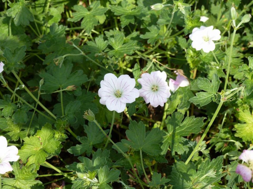 Geranium 'Dreamland' (='Bremdream') - Ooievaarsbek | De Tuinen van ...