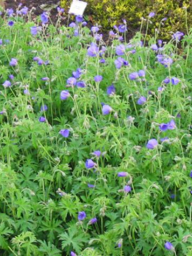Geranium 'Brookside' - Ooievaarsbek | De Tuinen van Appeltern